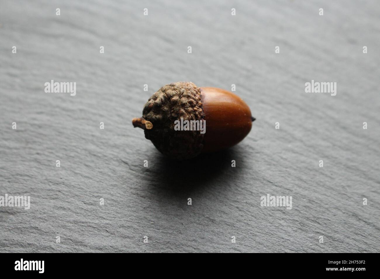 Acorns on blank surface with grey background Stock Photo - Alamy