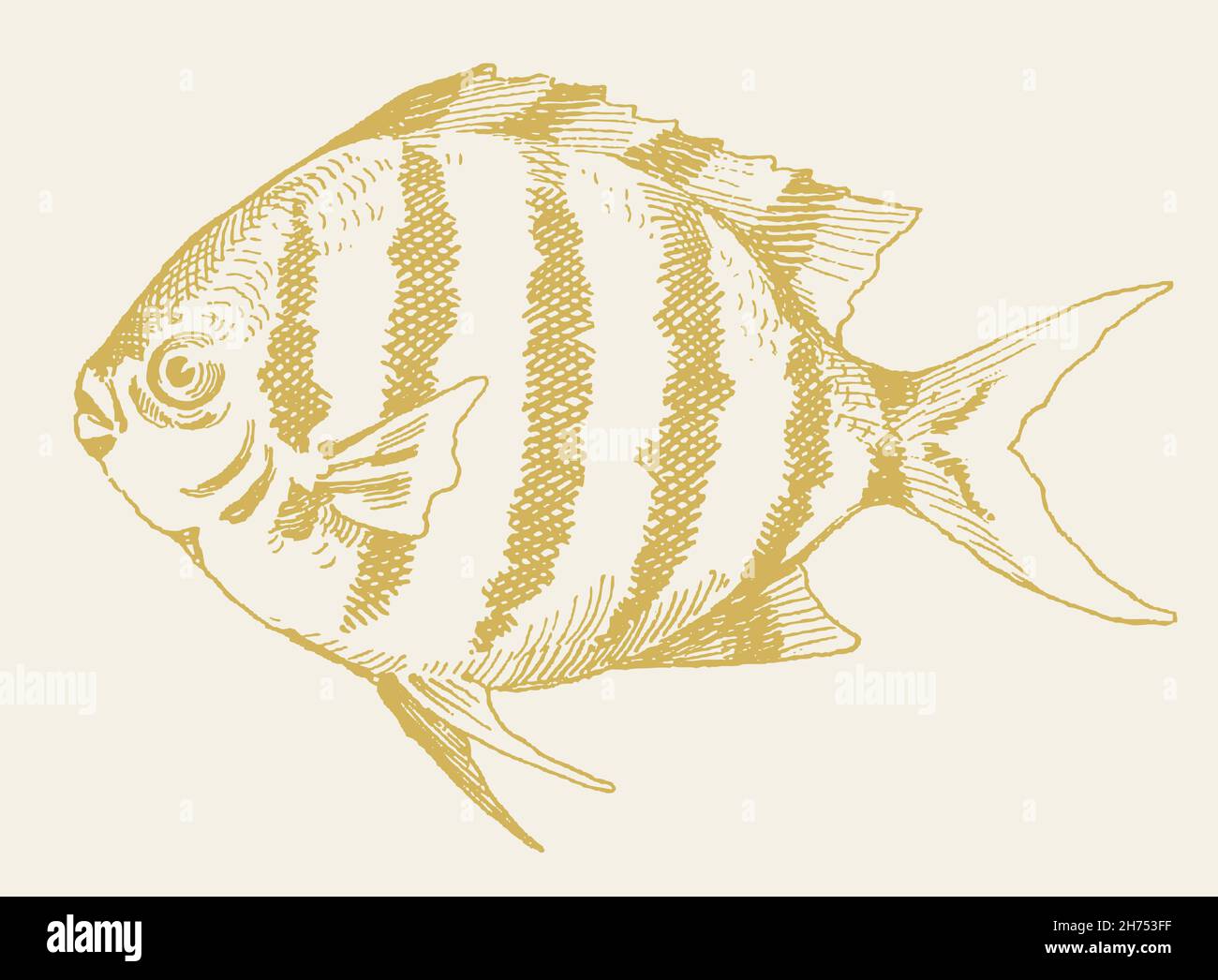 Sergeant Major Fish Drawings Sergeant Major Damsel