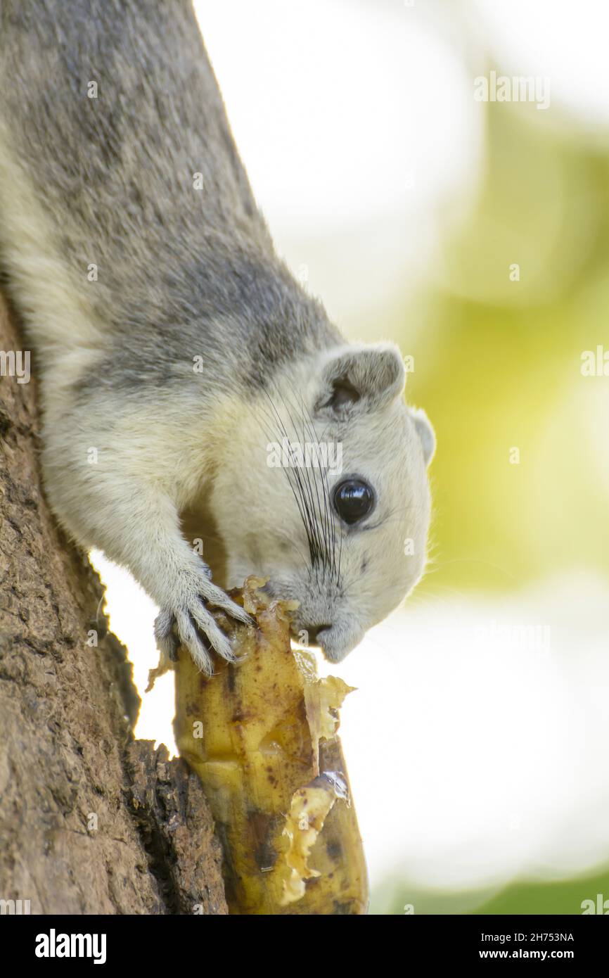 Selective focus of a fluffy gray squirrel eating a banana on the tree ...