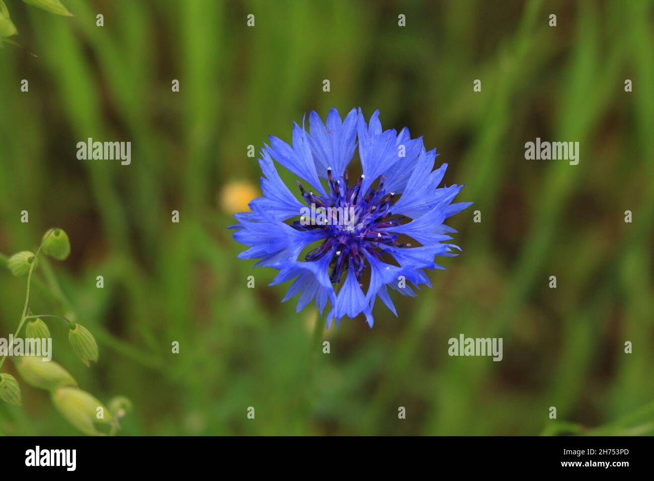 Centaurea Cornflower blue flower amongst green leaves Stock Photo - Alamy
