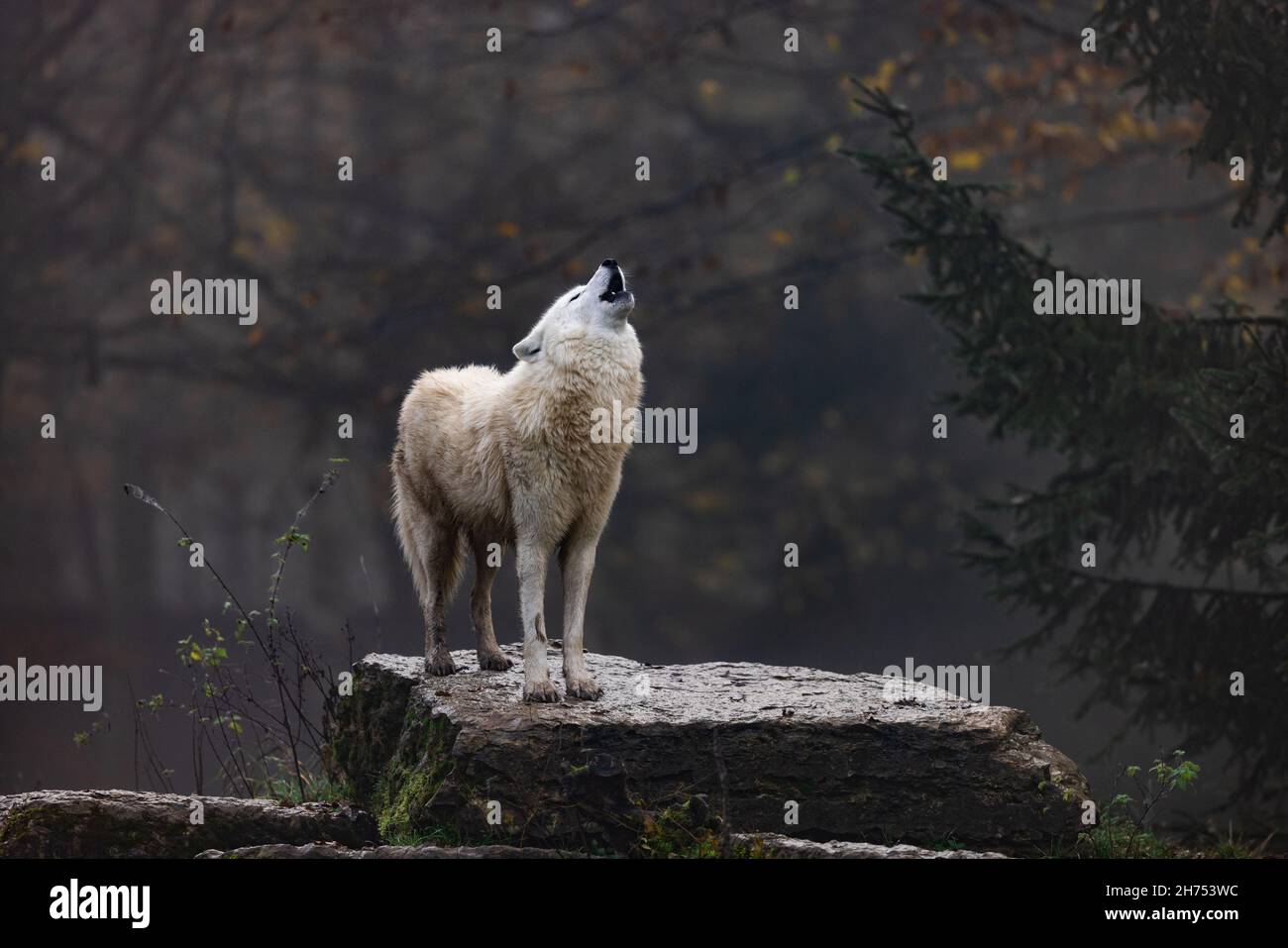 Arctic wolf walking in a forest Stock Photo - Alamy