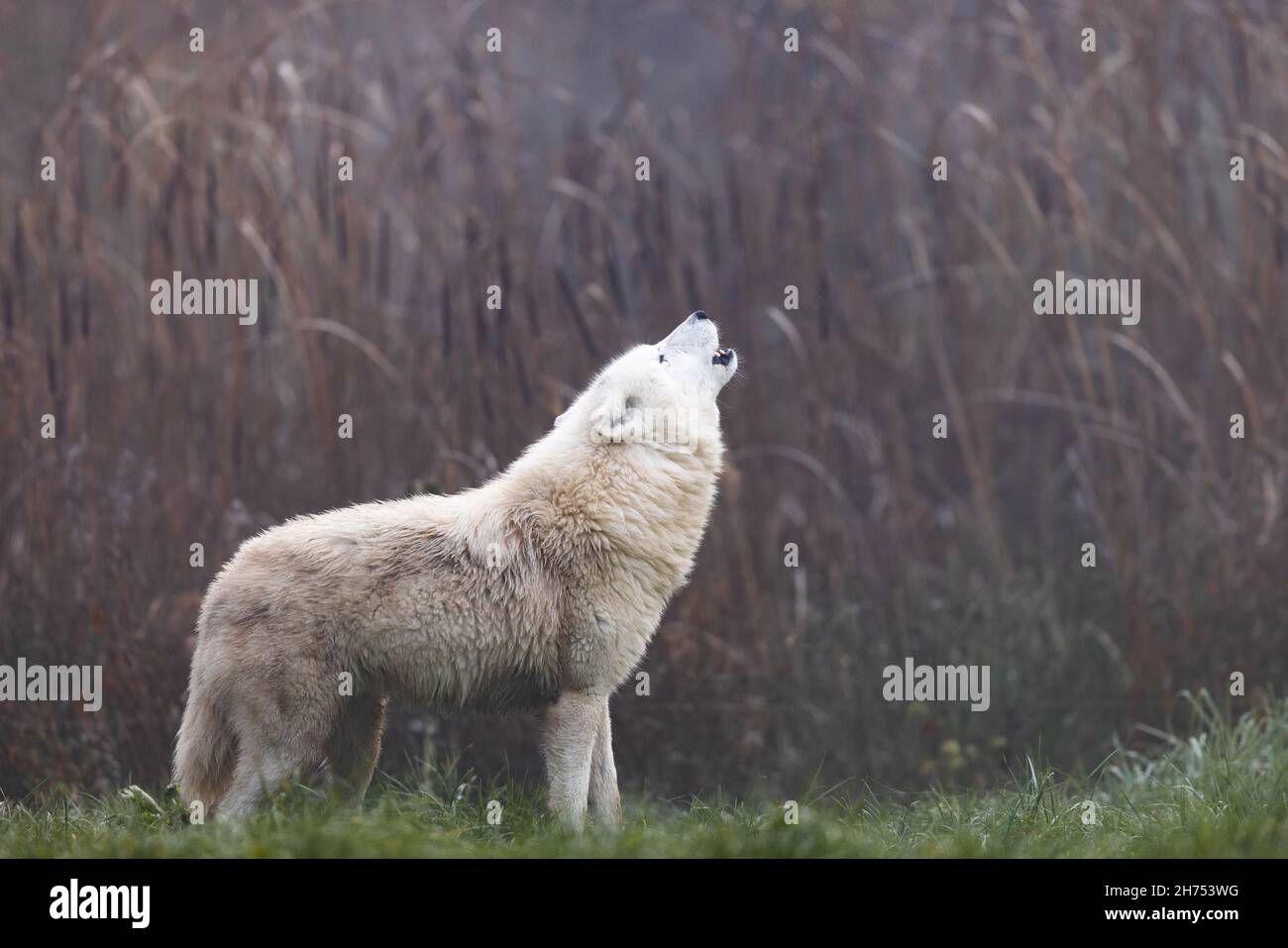 Arctic wolf walking in a forest Stock Photo - Alamy