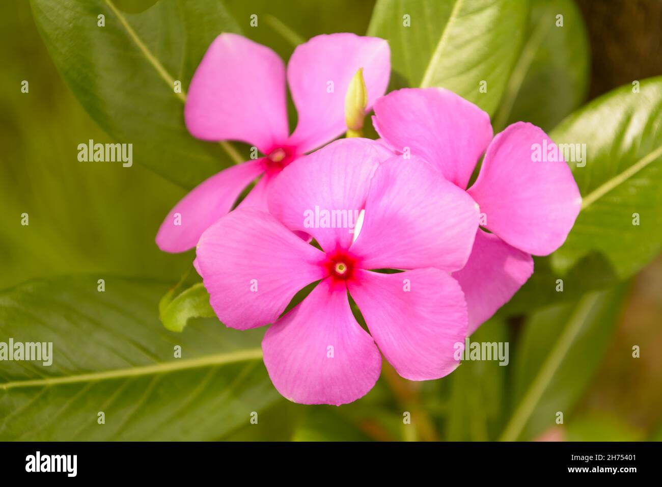 Closeup of the blossomed pink Madagascar Periwinkle Stock Photo - Alamy