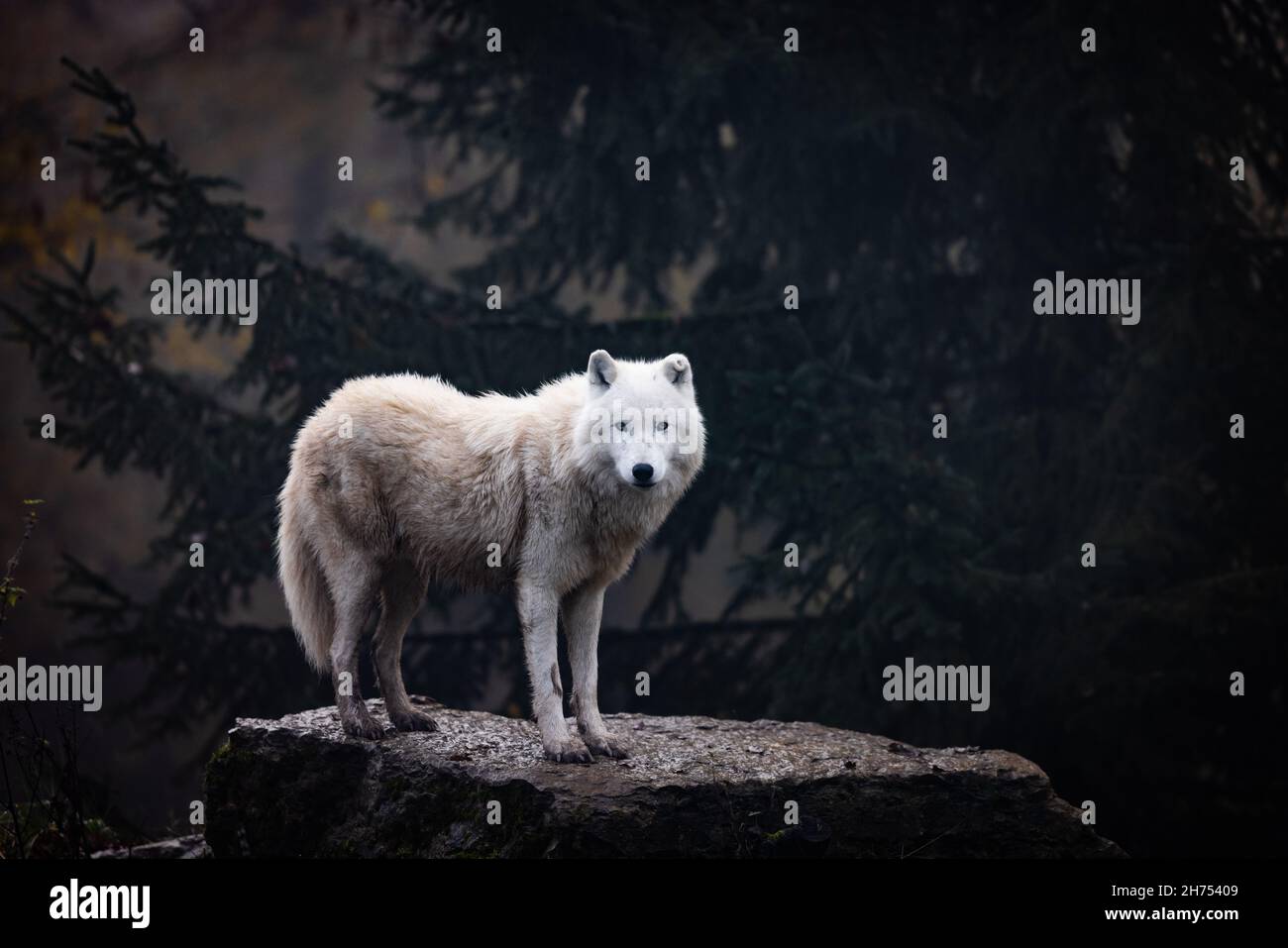 Arctic wolf walking in a forest Stock Photo - Alamy