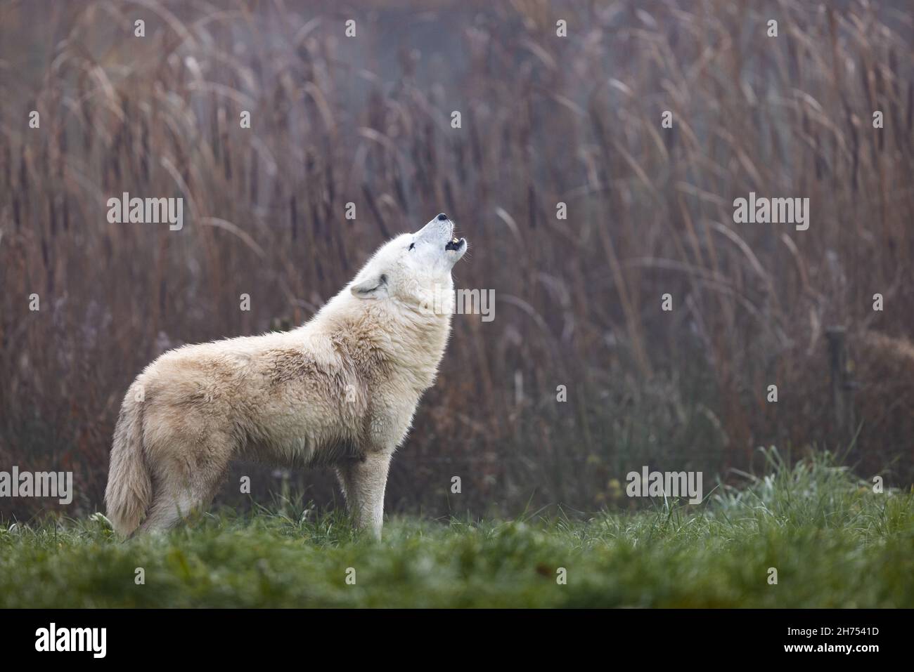 Arctic wolf walking in a forest Stock Photo - Alamy
