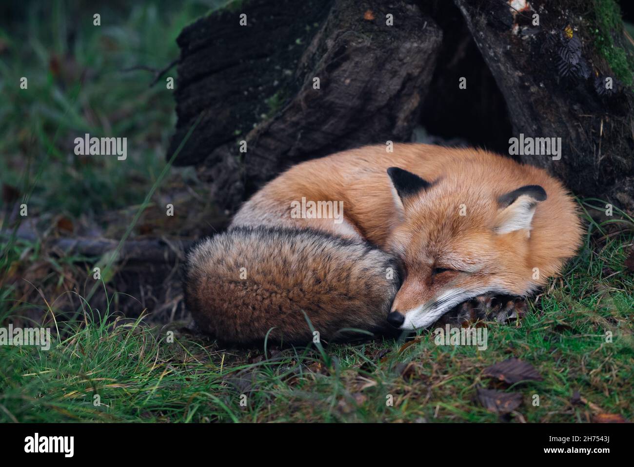 A red fox sleeping in the forest Stock Photo - Alamy