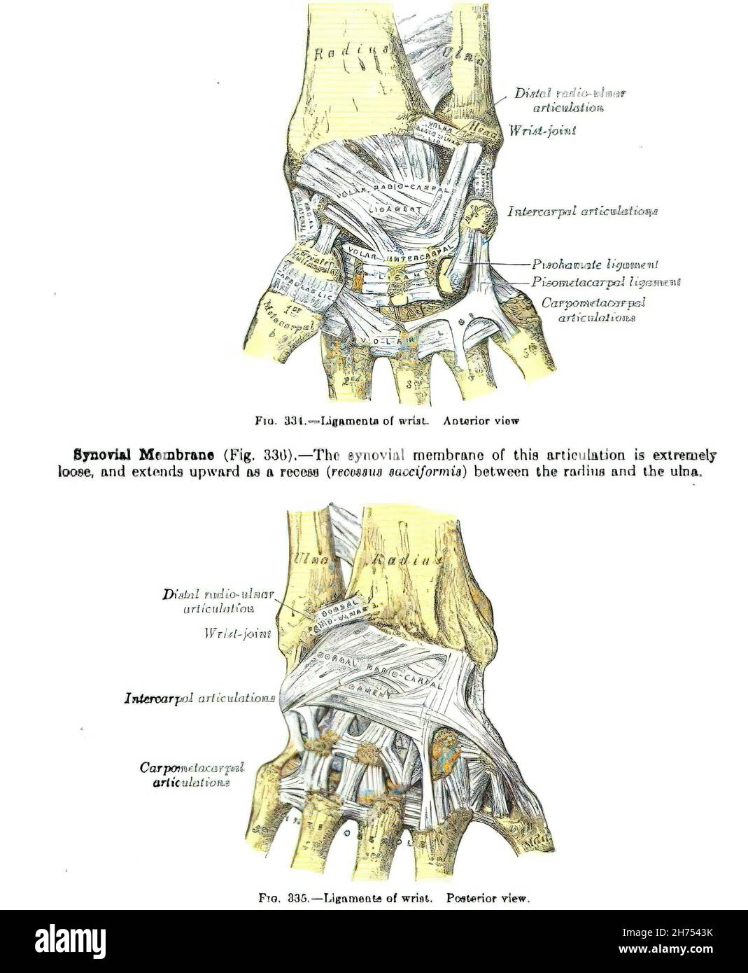 Wrist Joint Ligaments