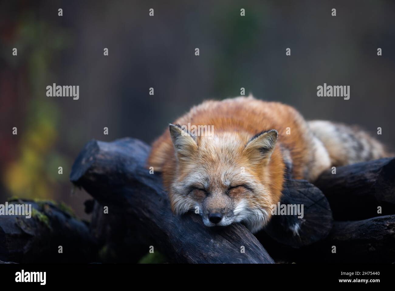 A red fox sleeping in the forest Stock Photo - Alamy