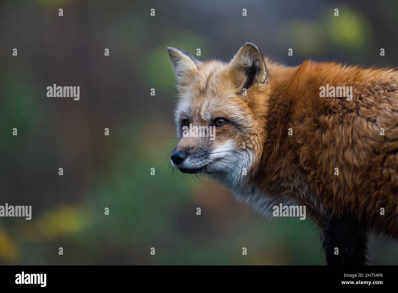 A red fox walking in the forest Stock Photo - Alamy