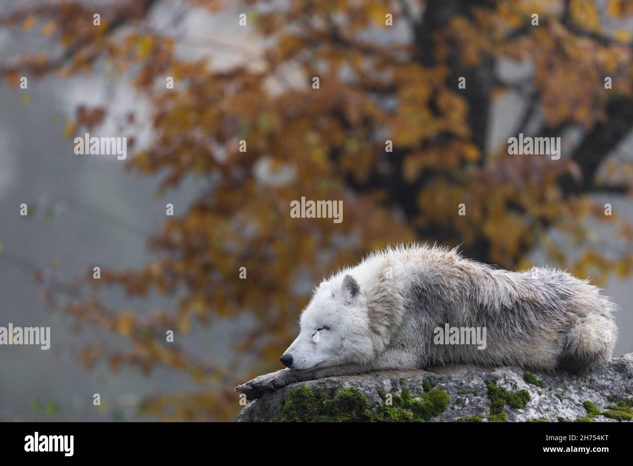 Arctic wolf resting in a forest Stock Photo - Alamy