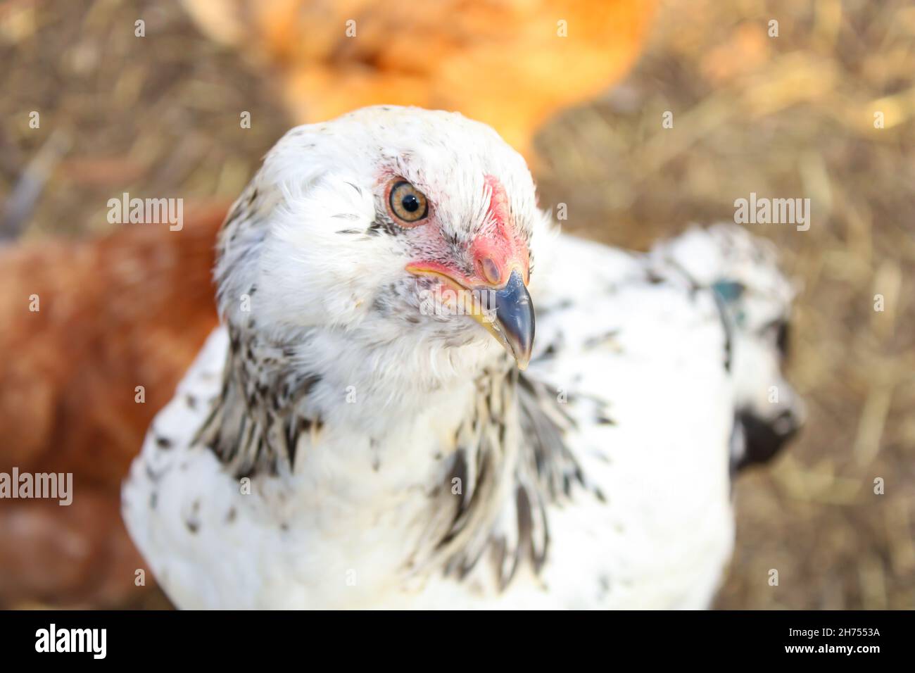 A white pullet staring at the camera Stock Photo - Alamy