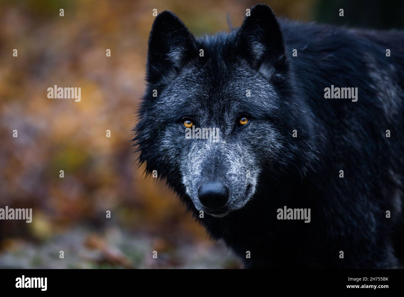 Black Wolf With Blue Eyes