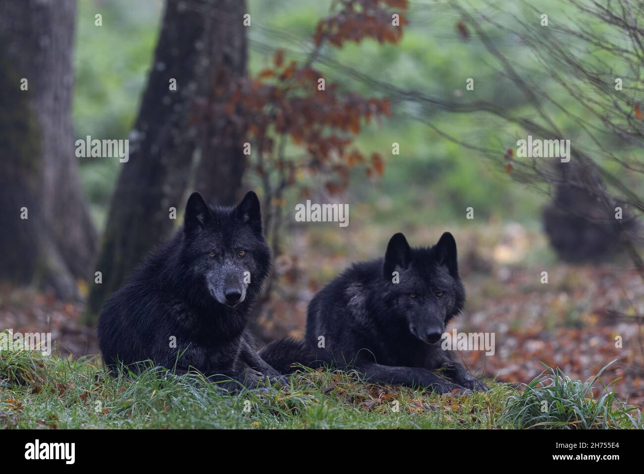A black wolf in the forest Stock Photo - Alamy