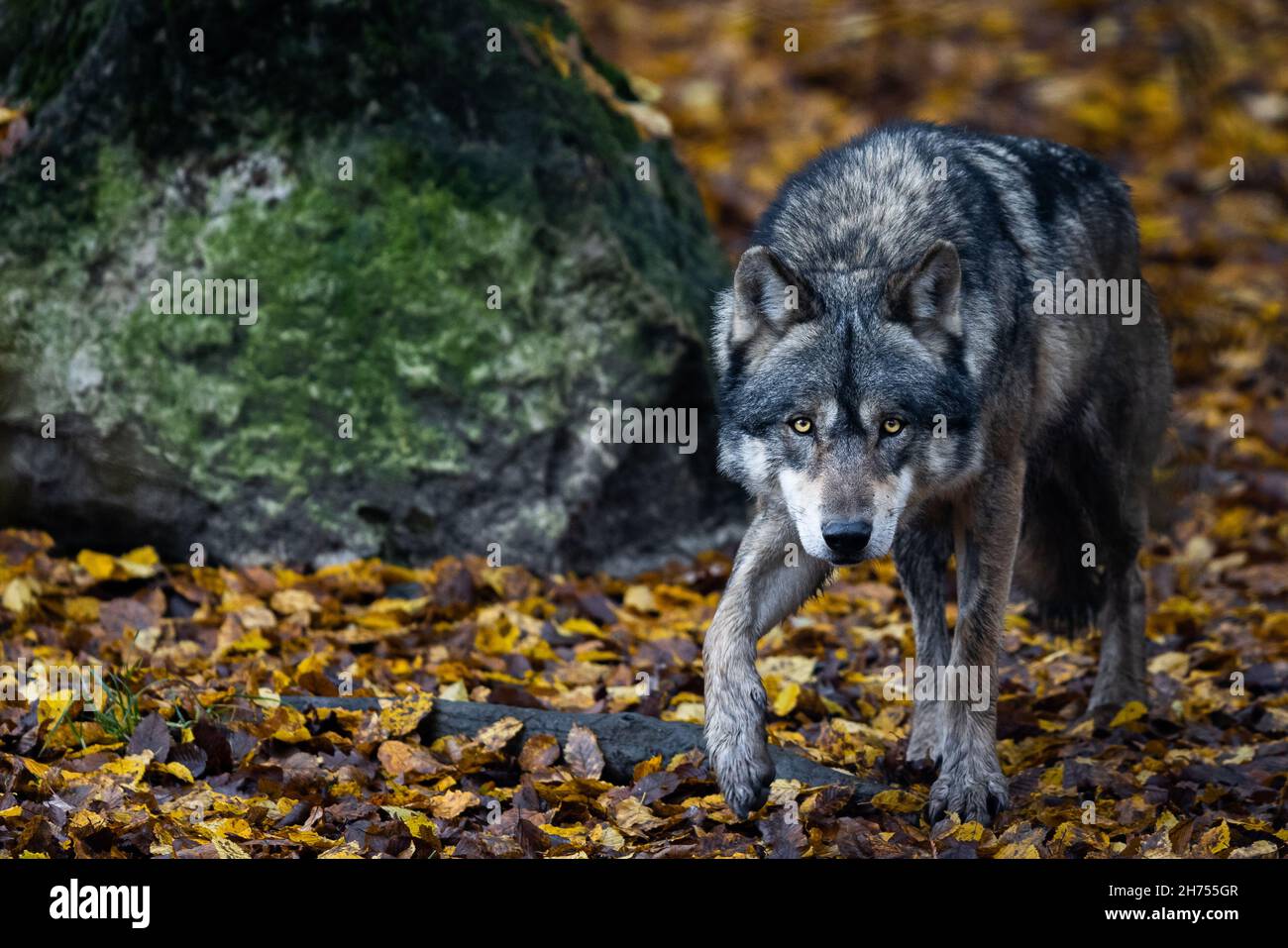 A grey wolf in the forest Stock Photo - Alamy