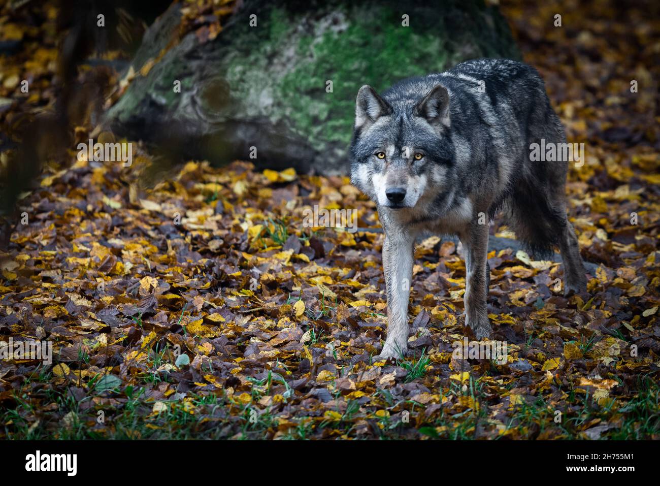 A grey wolf in the forest Stock Photo - Alamy