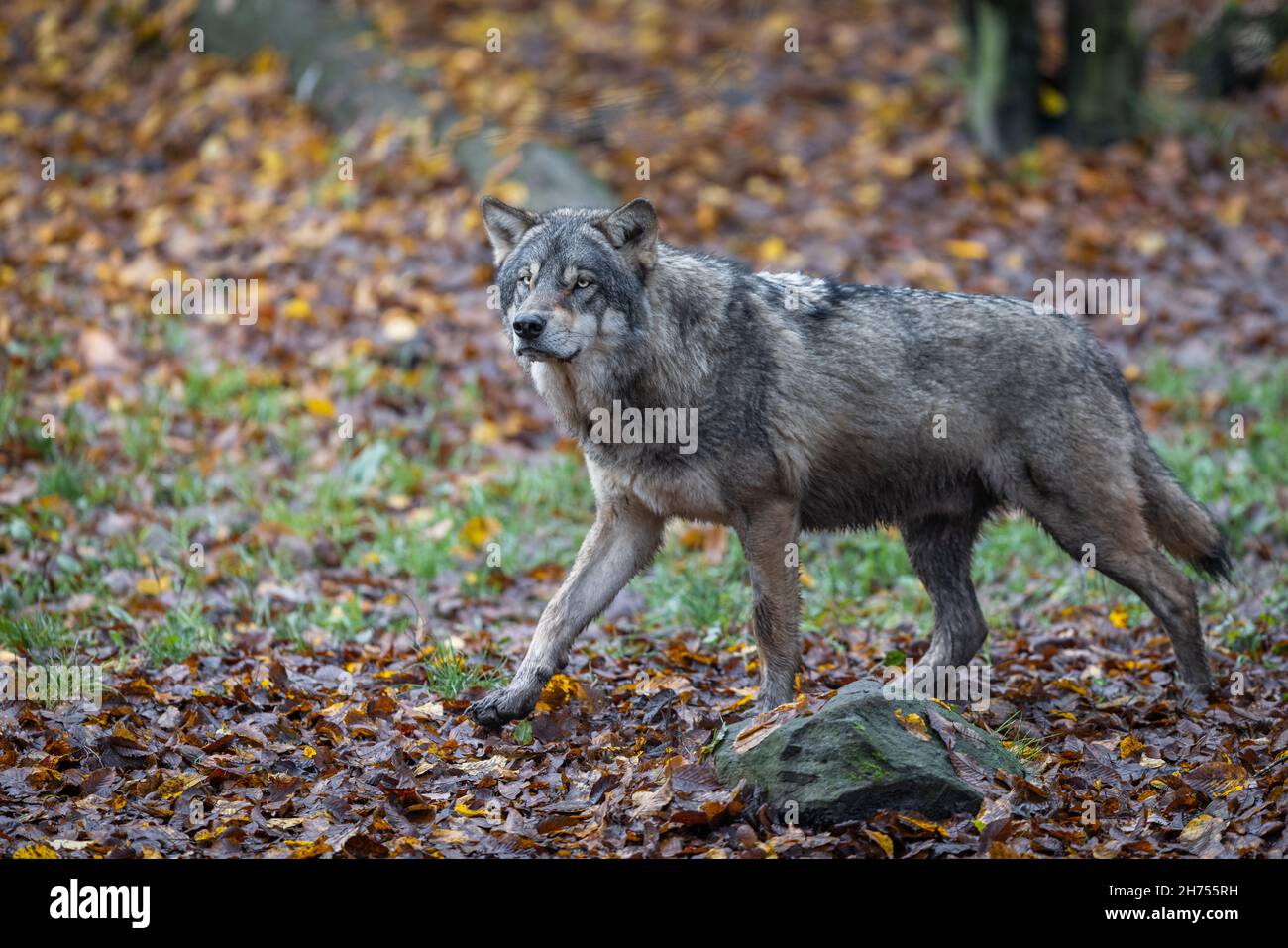 A grey wolf in the forest Stock Photo - Alamy
