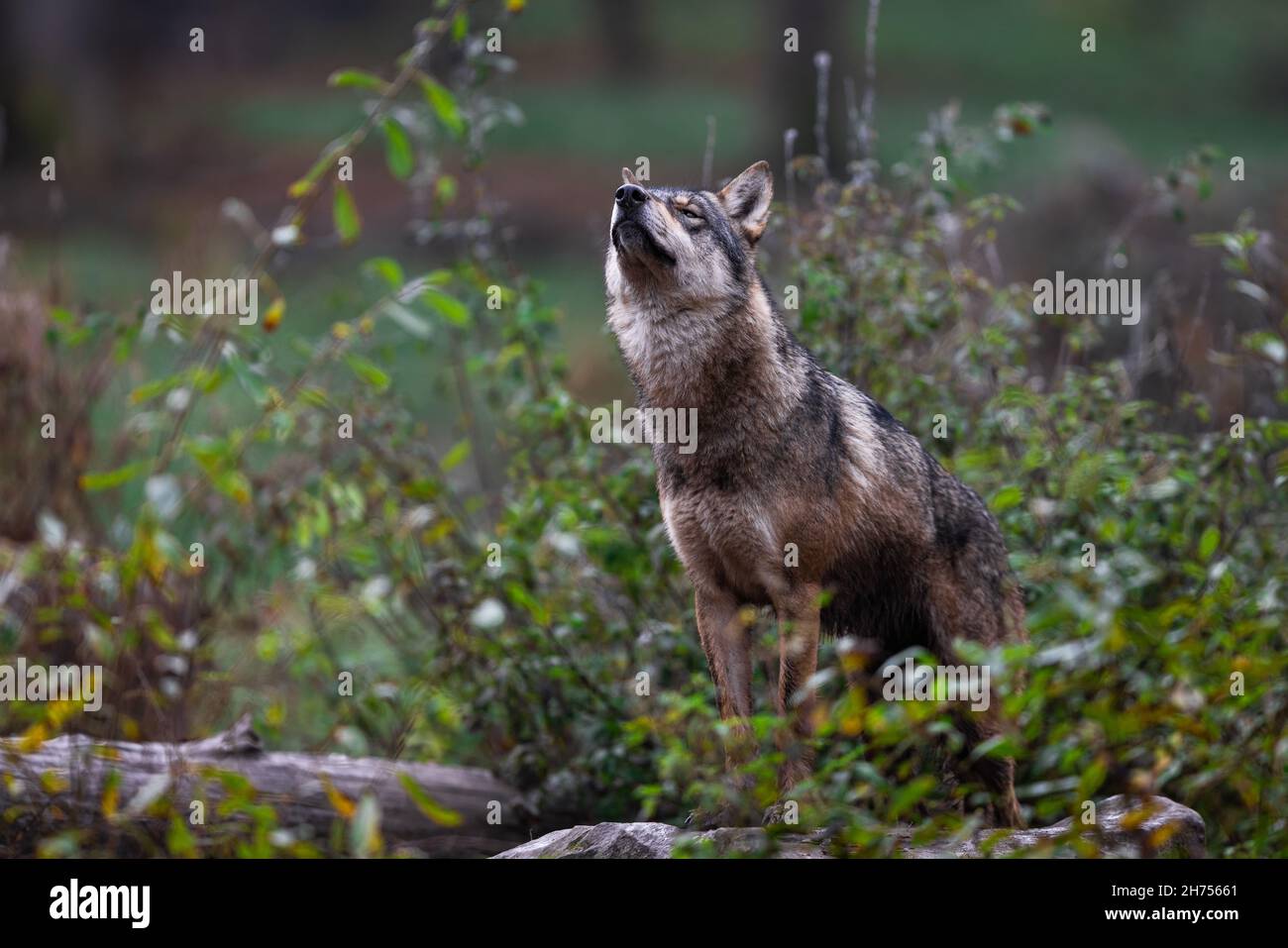 A grey wolf in the forest Stock Photo - Alamy