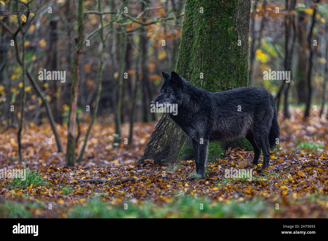 A black wolf in the forest Stock Photo - Alamy
