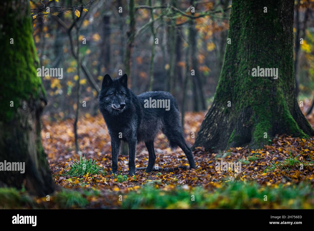 A black wolf in the forest Stock Photo - Alamy
