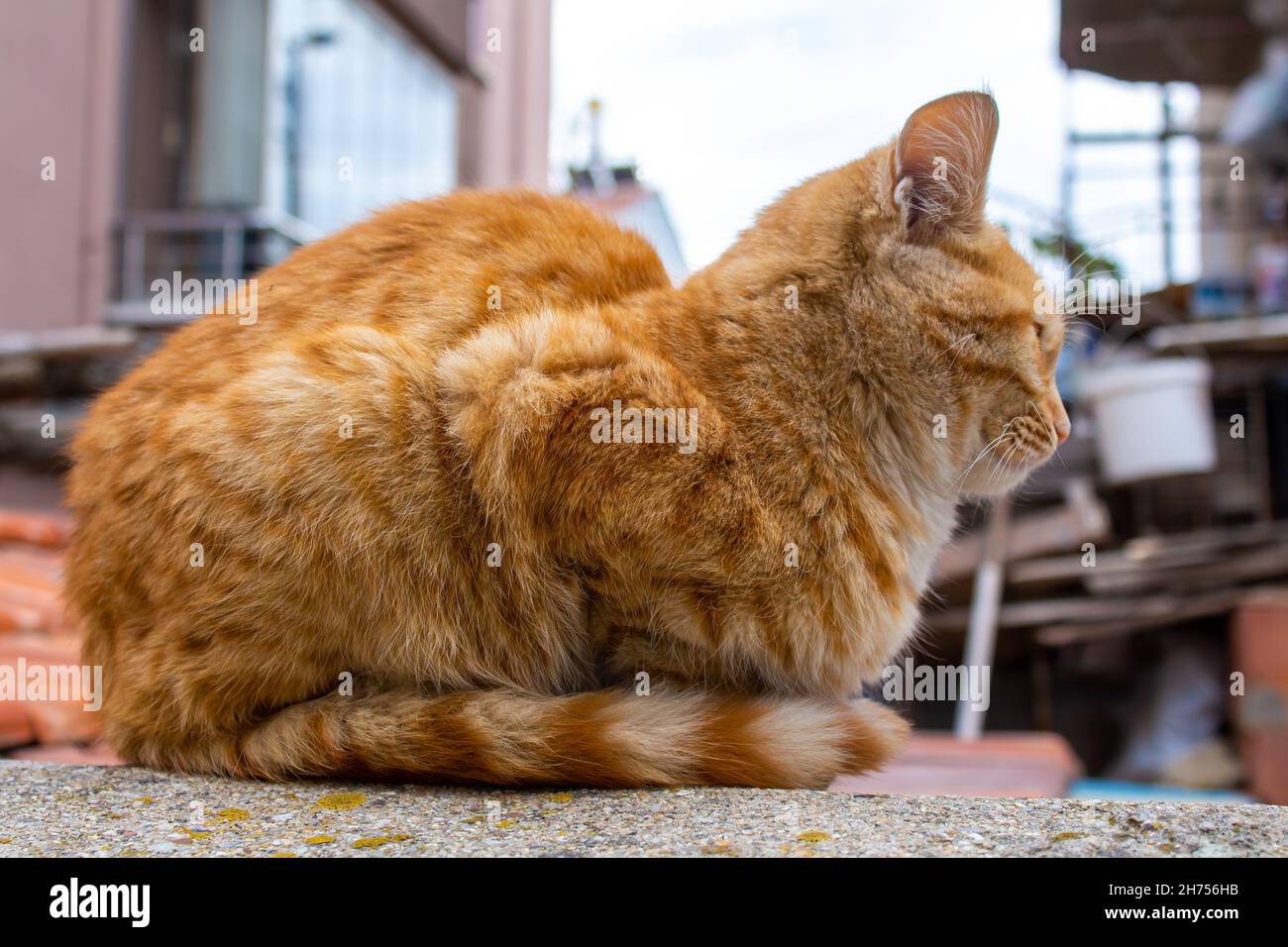 Adorable orange cat hi-res stock photography and images - Alamy