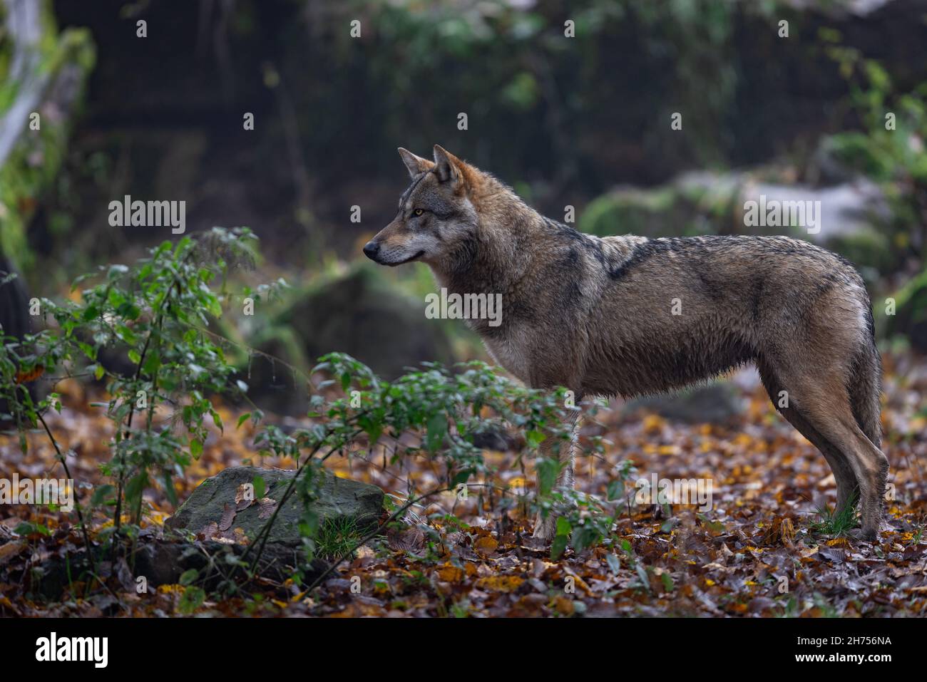 A grey wolf in the forest Stock Photo - Alamy