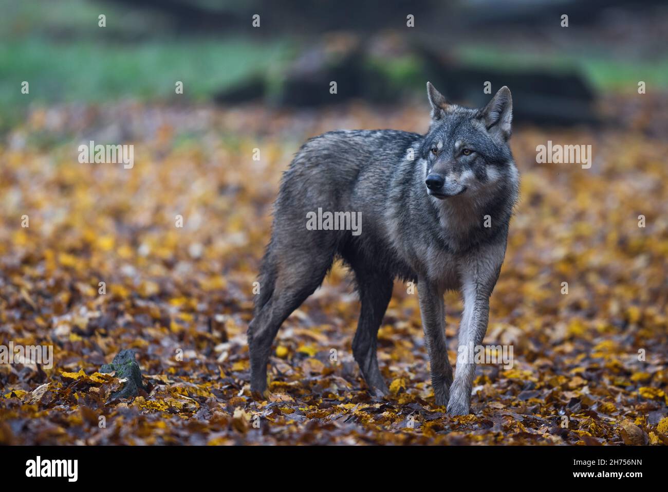 A grey wolf in the forest Stock Photo - Alamy