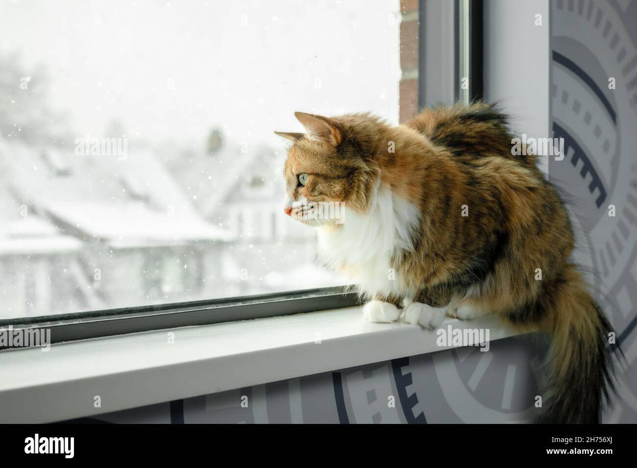 Curious cat looking at snow falling while sitting on window sill. Cute ...