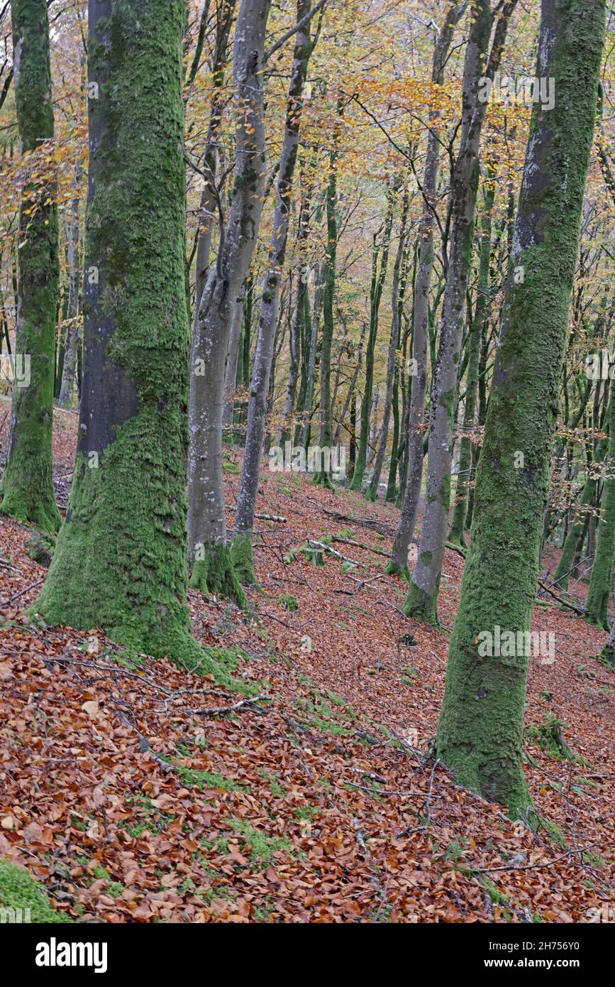 Autumn Beech Trees in Barton Wood Devon UK Stock Photo - Alamy