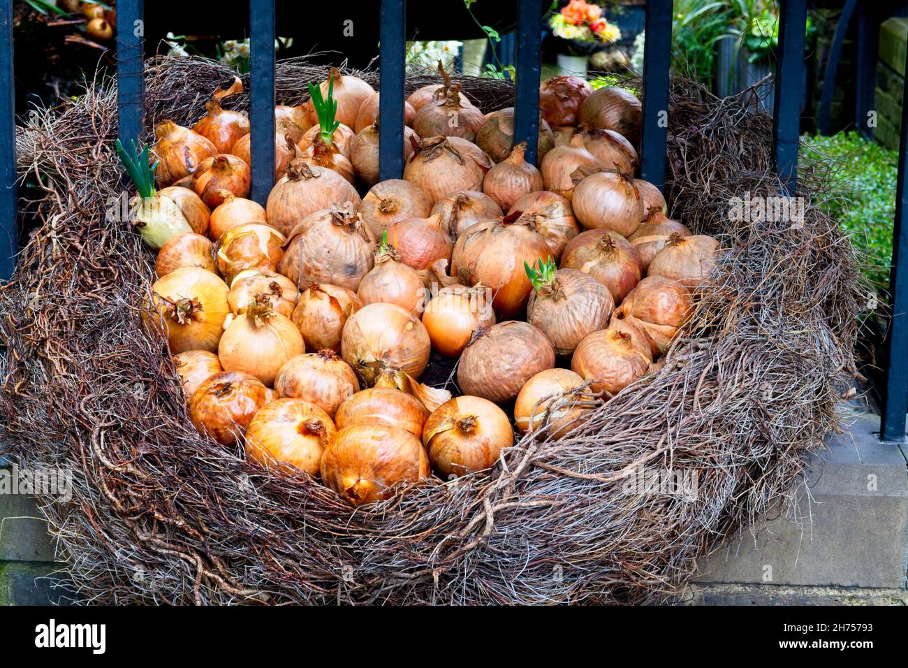 A wicker nest full of onions on display Stock Photo - Alamy