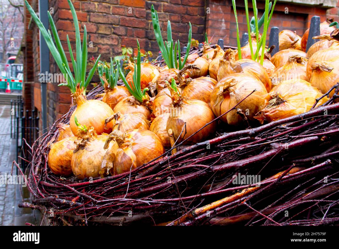 Onion display hi-res stock photography and images - Alamy