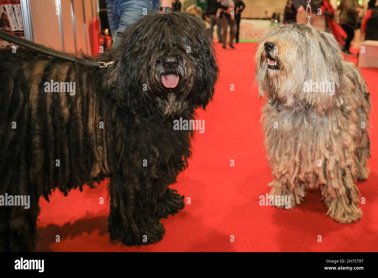 Large breed dogs hi-res stock photography and images - Alamy