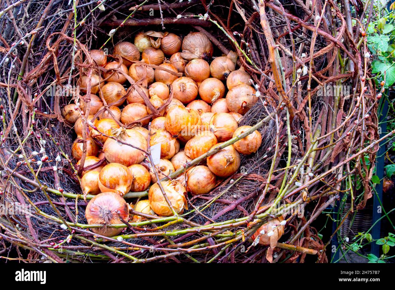 A nest made of twigs full of Onions Stock Photo - Alamy