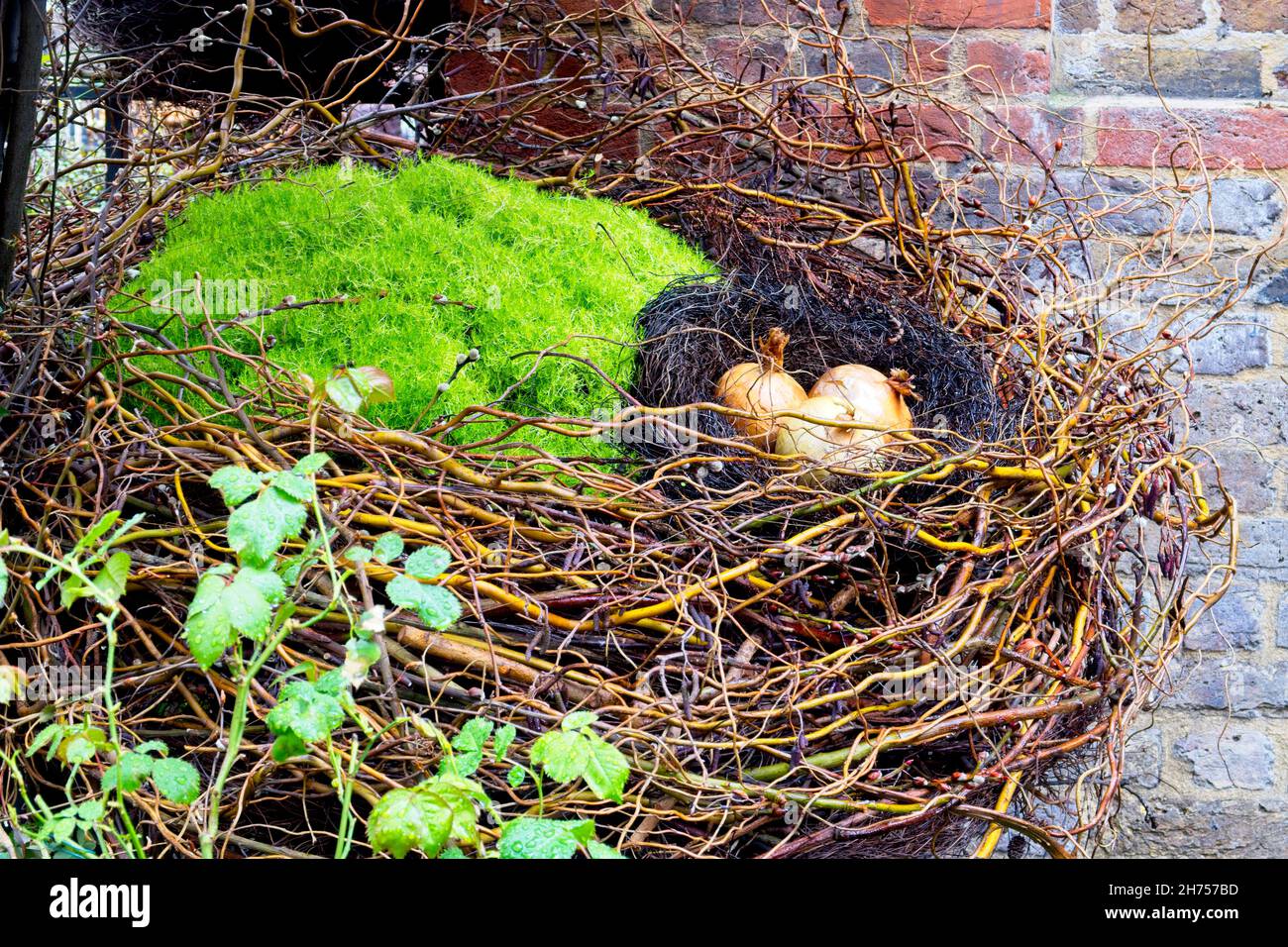 Green grass and onions in a nest made of twigs Stock Photo - Alamy