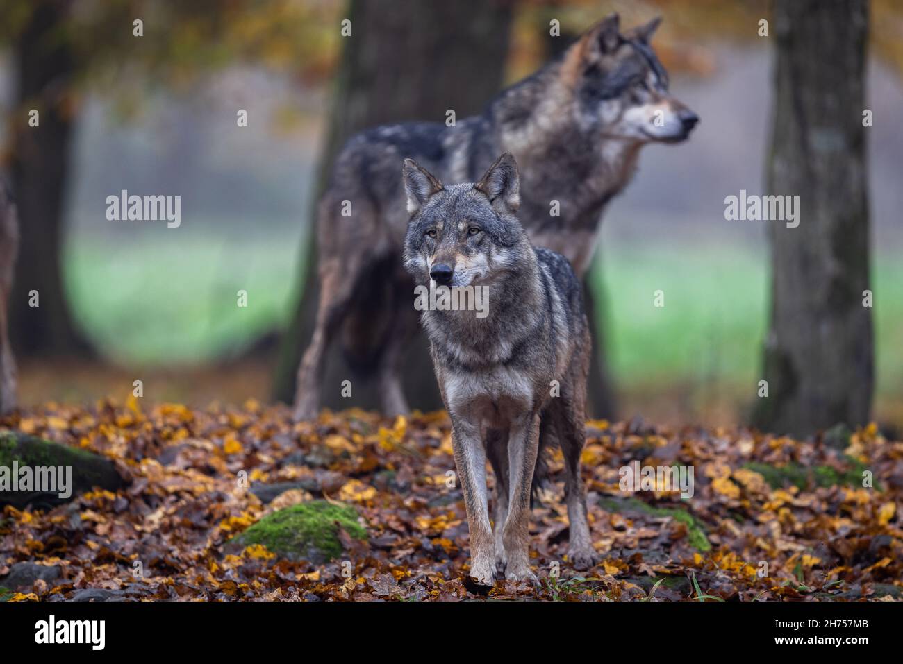 A grey wolf in the forest Stock Photo - Alamy
