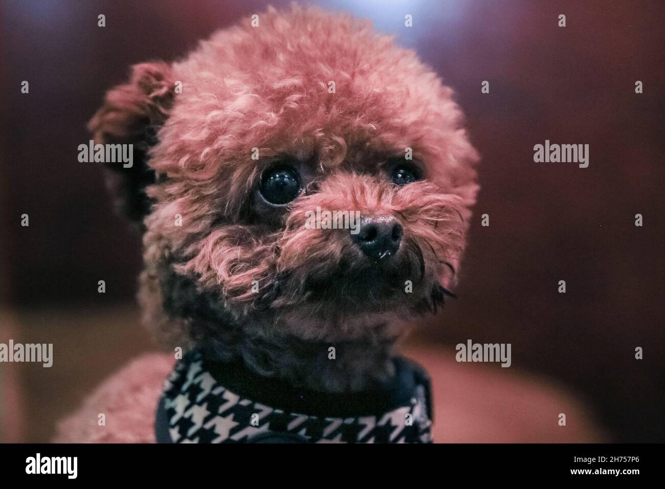 Excel Exhibition Centre, London, UK. 20th Nov, 2021. Rikki, a tiny Tea ...