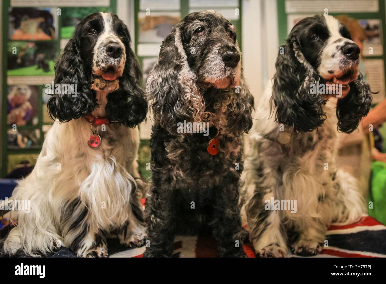 Excel Exhibition Centre, London, UK. 20th Nov, 2021. Cocker Spaniels ...