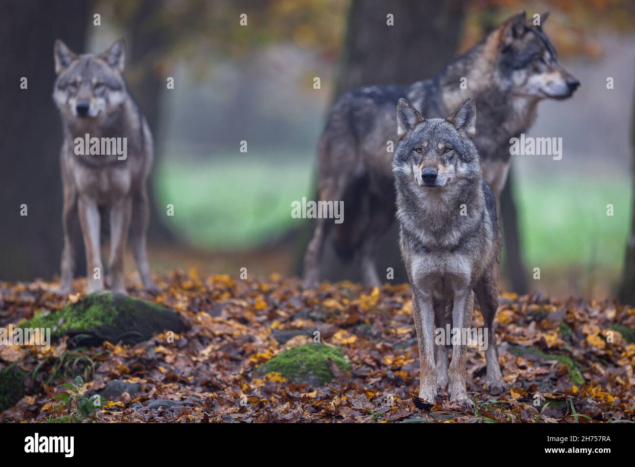 A grey wolf in the forest Stock Photo - Alamy