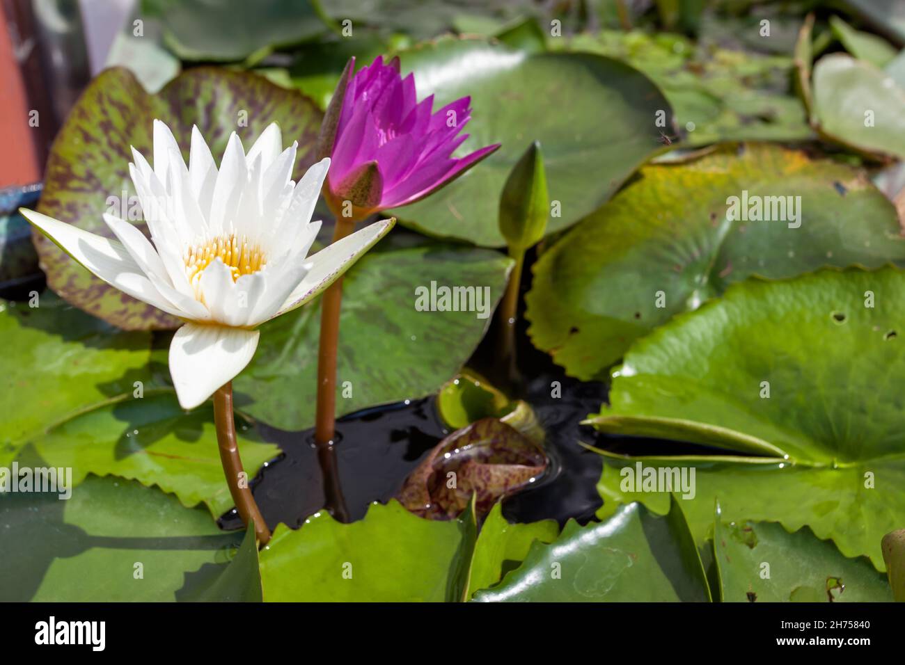 Lotus lily flowers in water close-up Stock Photo - Alamy