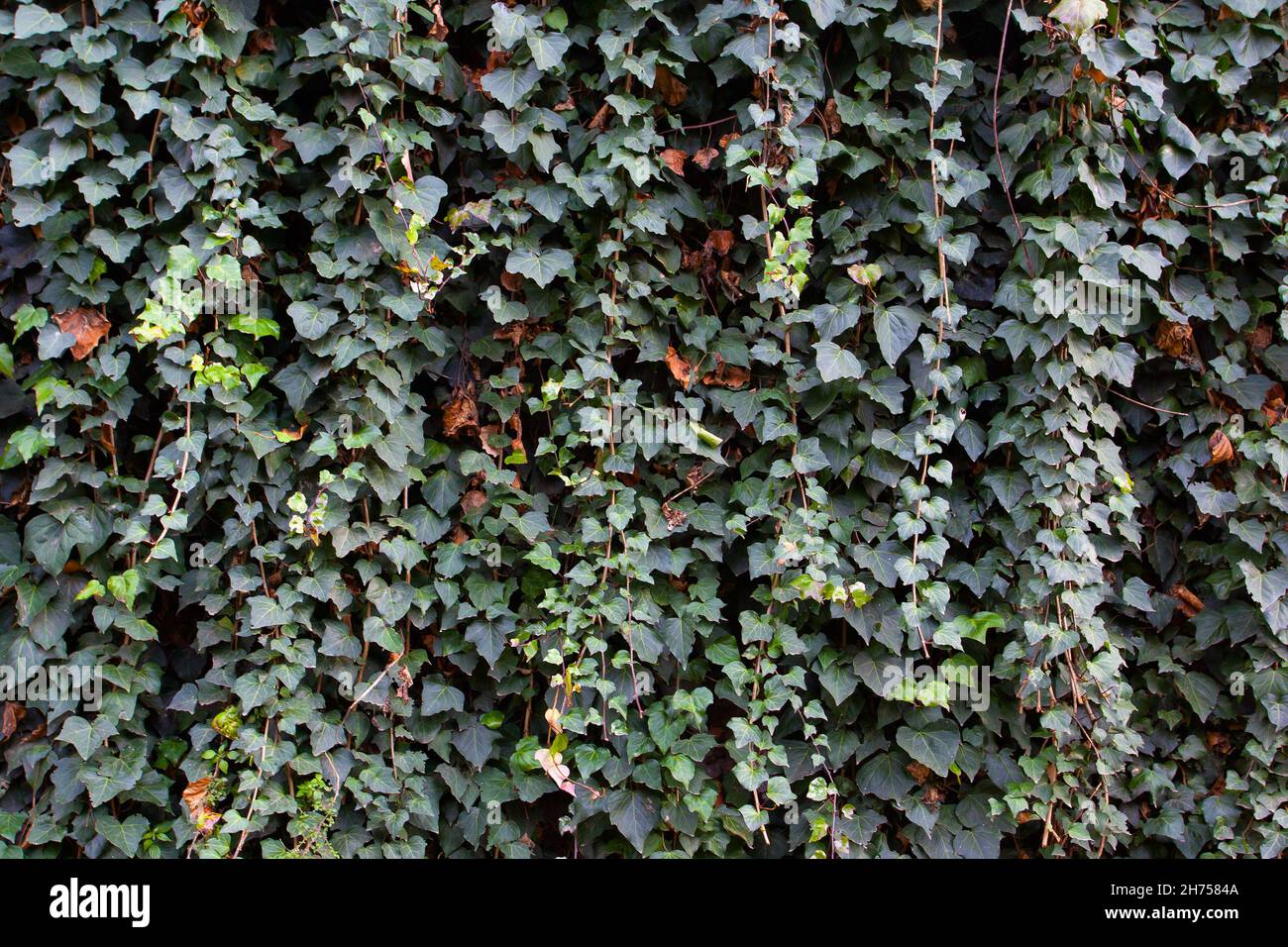Wall with climbing ivy - natural background Stock Photo - Alamy