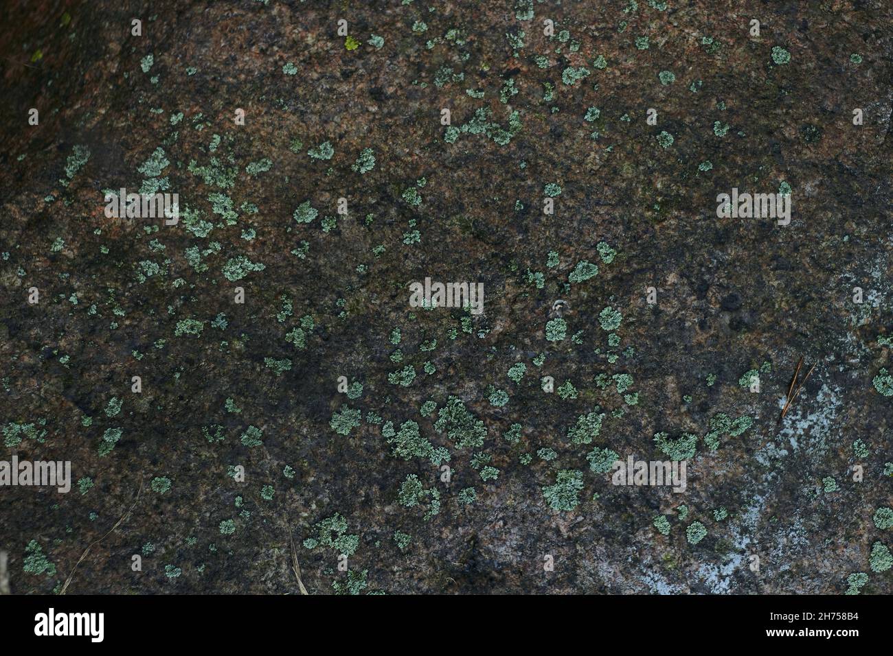 Old forest stones covered with moss against the background of fallen ...