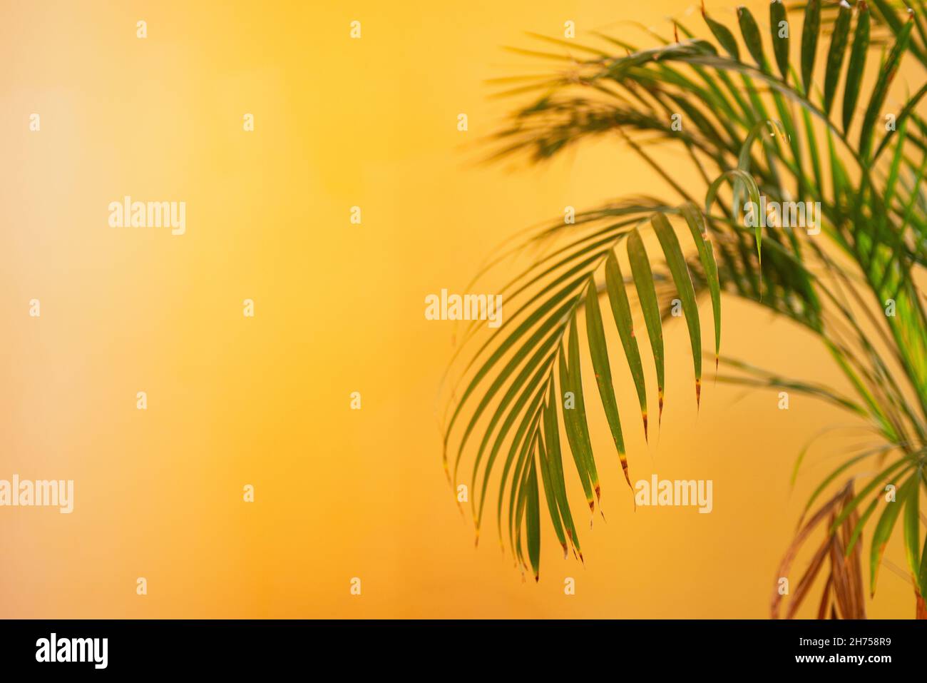 Selective of palm tree branches in a room near the wall Stock Photo - Alamy