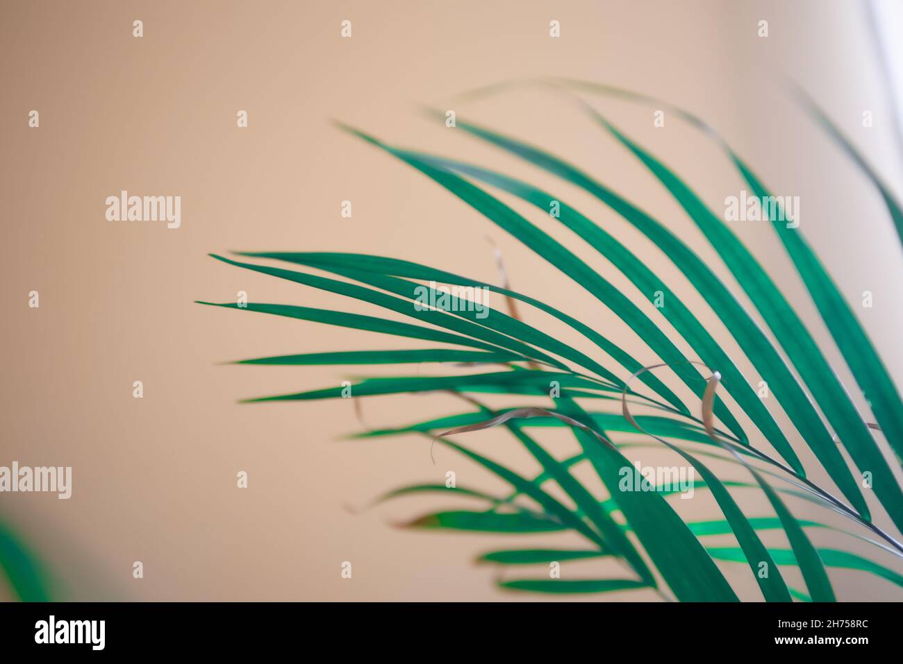 Selective of palm tree branches in a room near the wal Stock Photo - Alamy