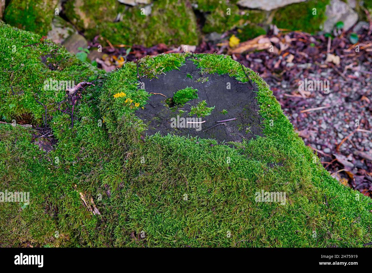 Common Striated Feather Moss High Resolution Stock Photography and ...
