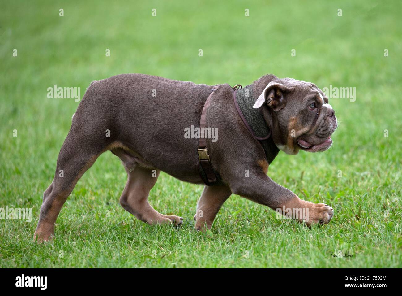 Liver and tan rare colour Bulldog Stock Photo - Alamy