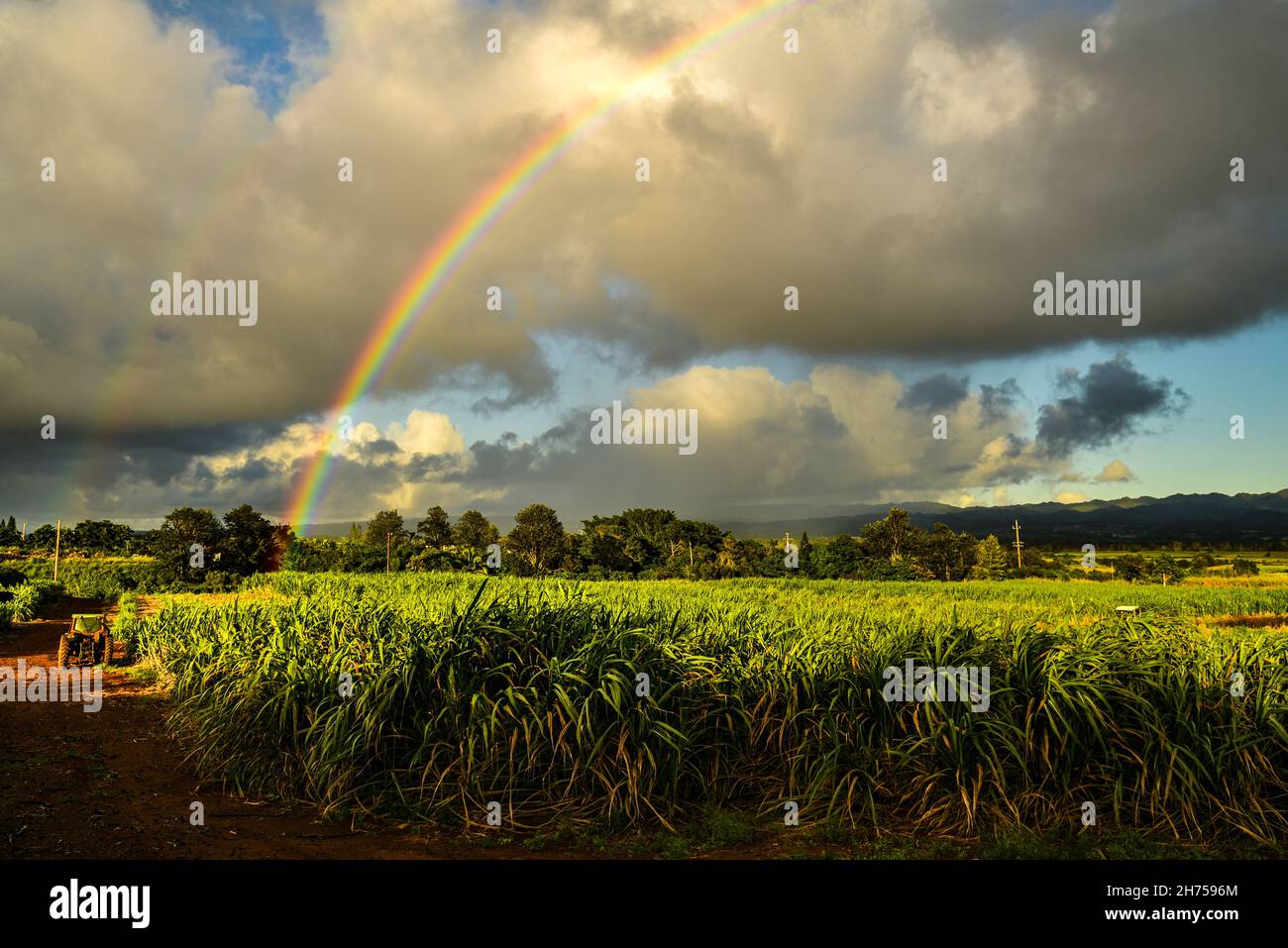 Lush green field of Ko, or sugarcane, at Kō Hana Distillers at sunset ...