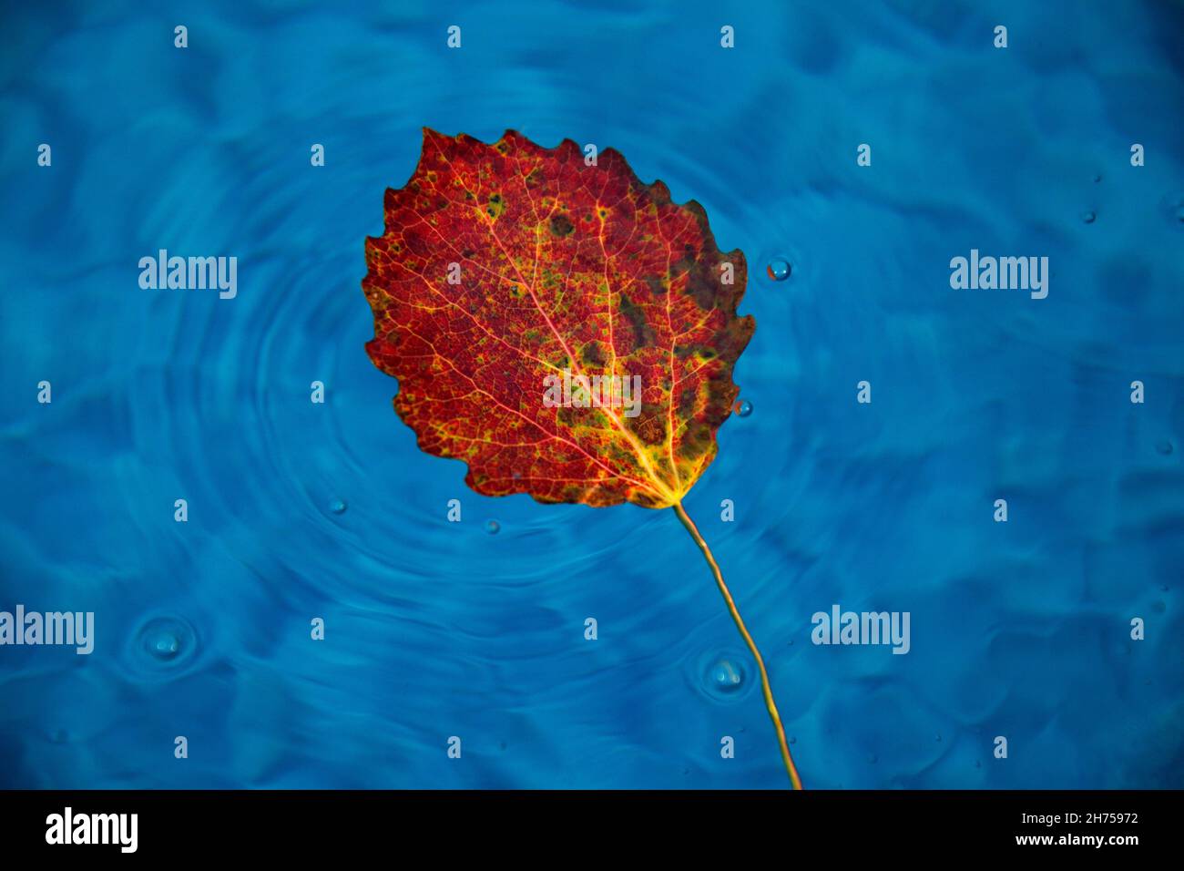 leaf floating on the water table at autumn Stock Photo - Alamy