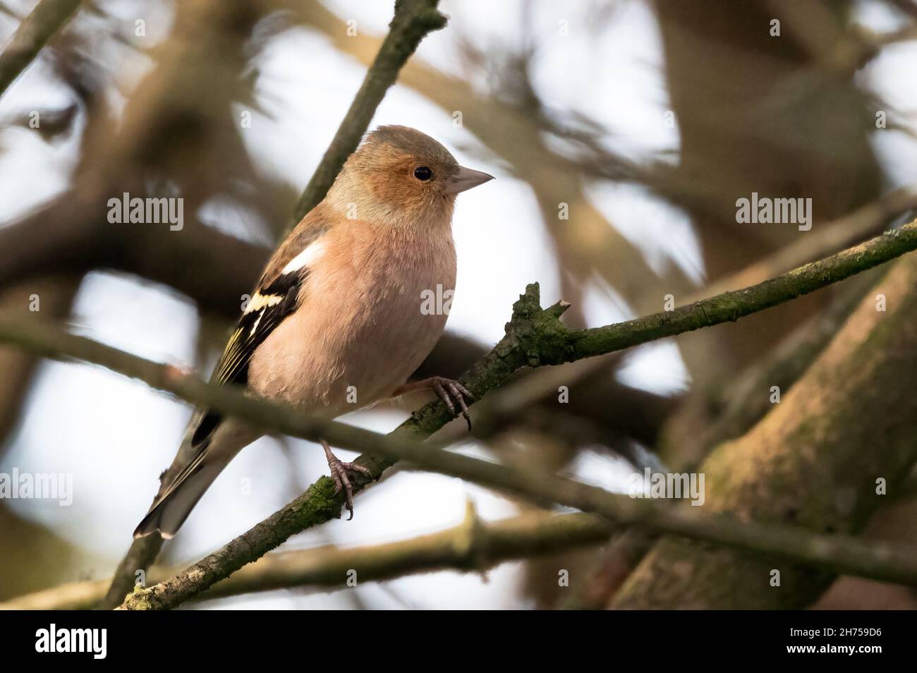 Small size bird hi-res stock photography and images - Alamy