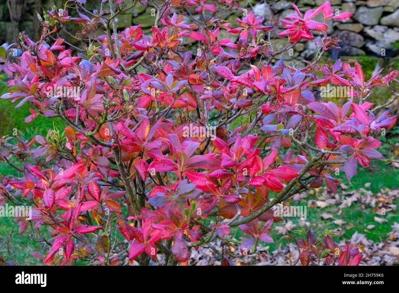 Azalea shrub in garden hi-res stock photography and images - Alamy