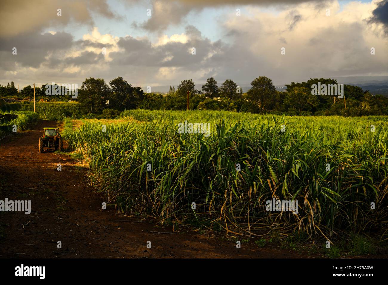 Ko hana hawaiian agricole rum hi-res stock photography and images - Alamy
