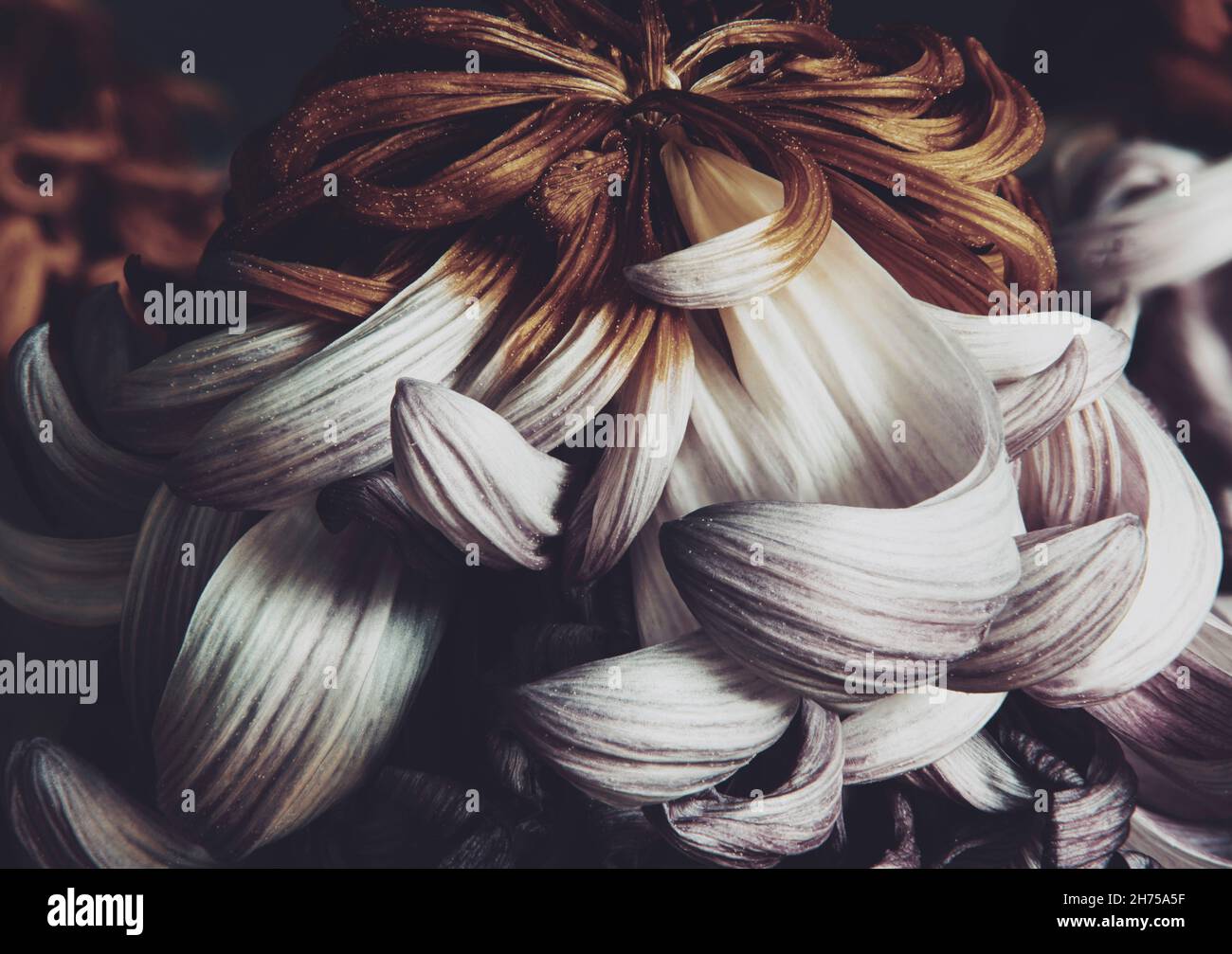 Macro Close Up Photo of a Flower for Art Print, Graphic Elements ...